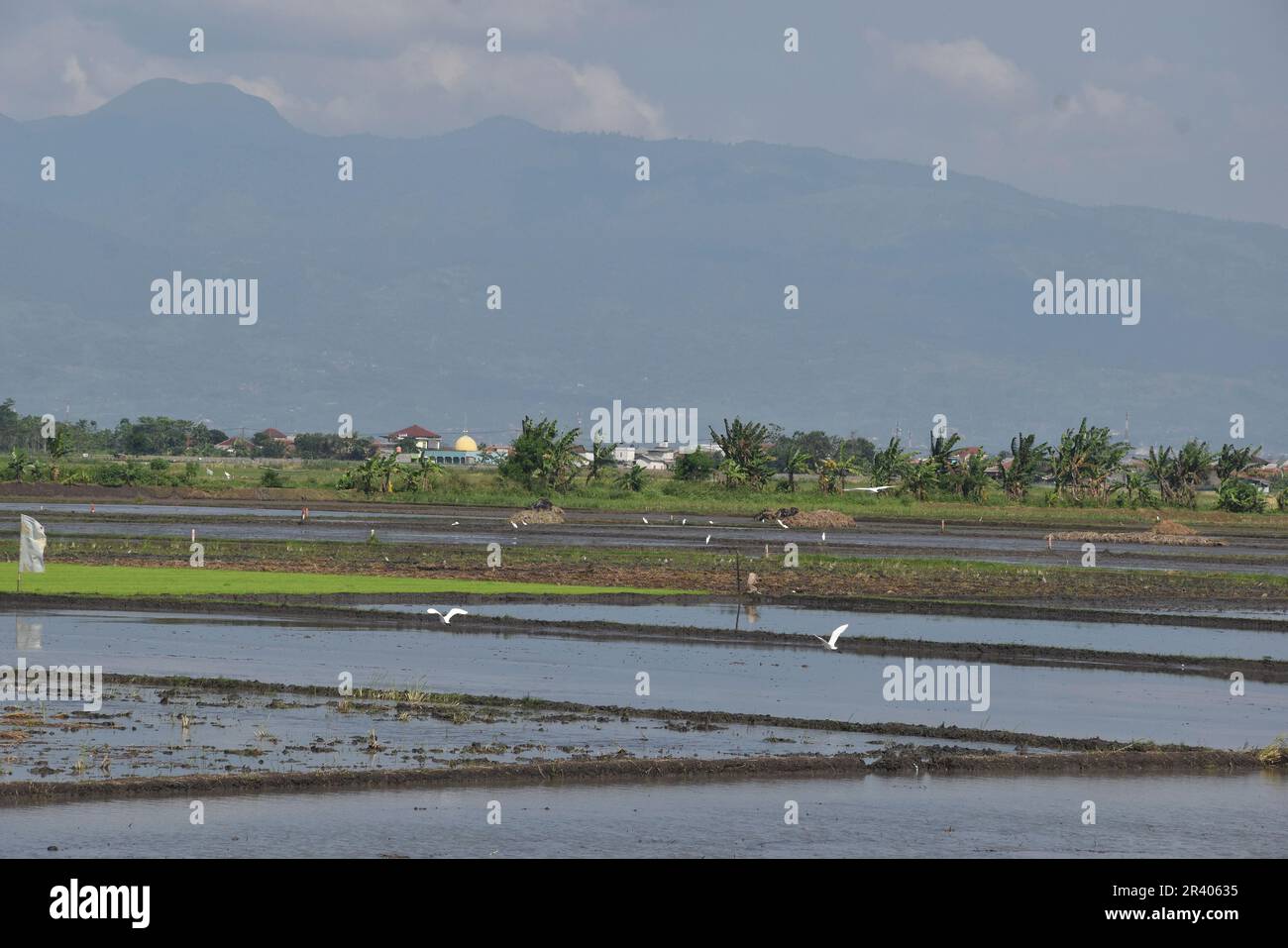 Bandung Regency, West Java, Indonesia. May 25, 2023. A flock of rice ...