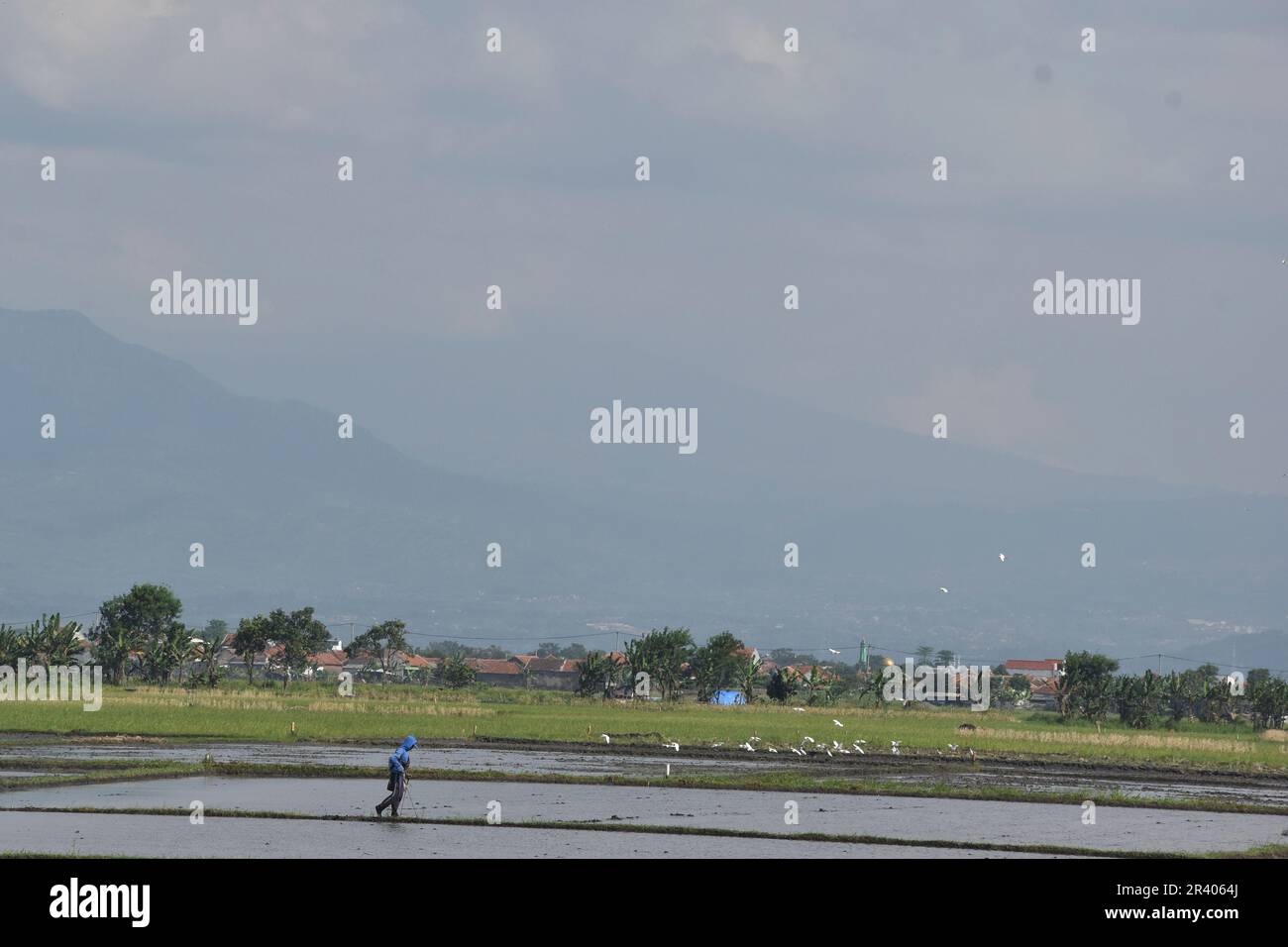 Bandung Regency, West Java, Indonesia. May 25, 2023. A flock of rice ...