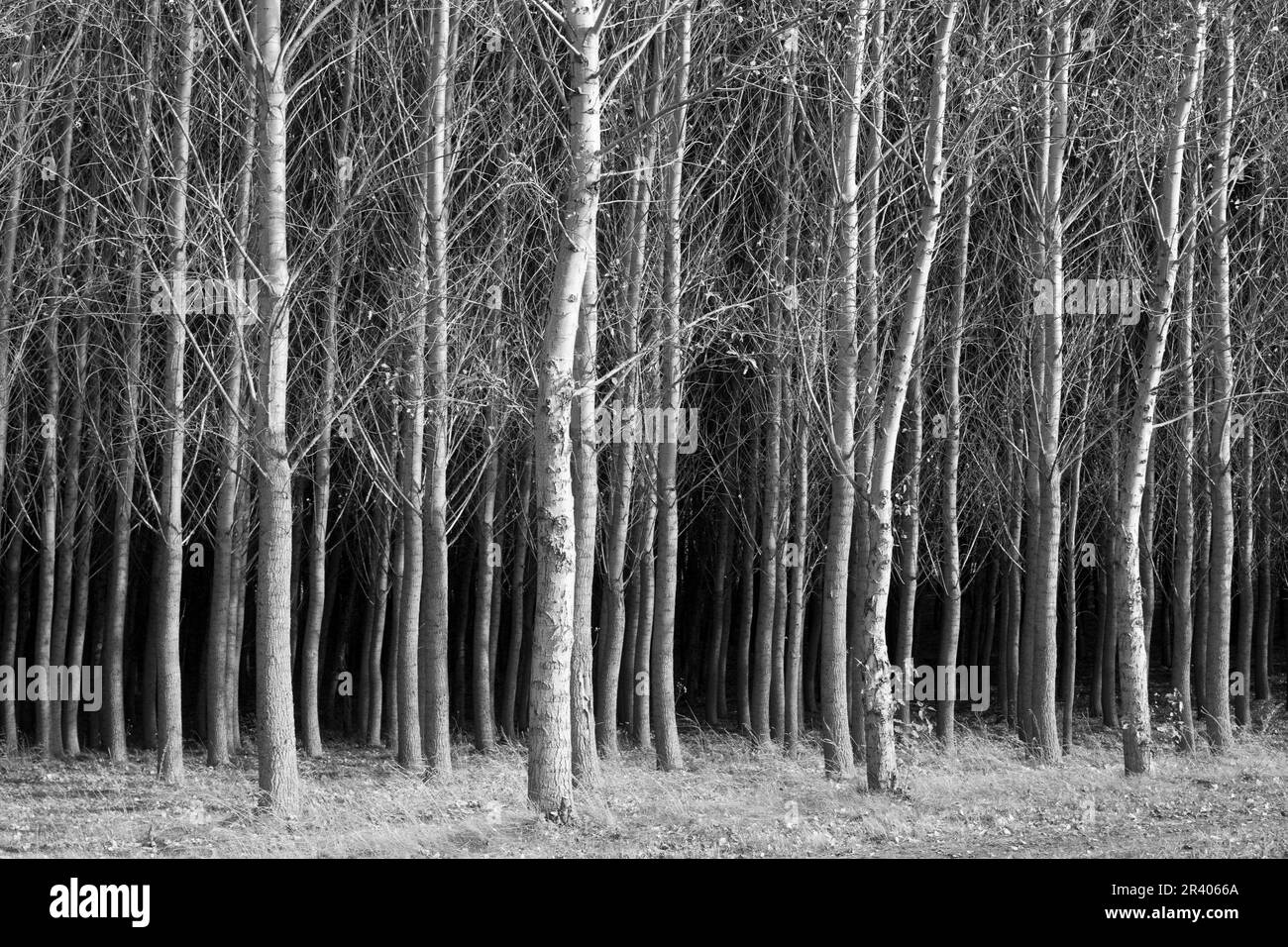 Art of bw hi-res stock photography and images - Alamy