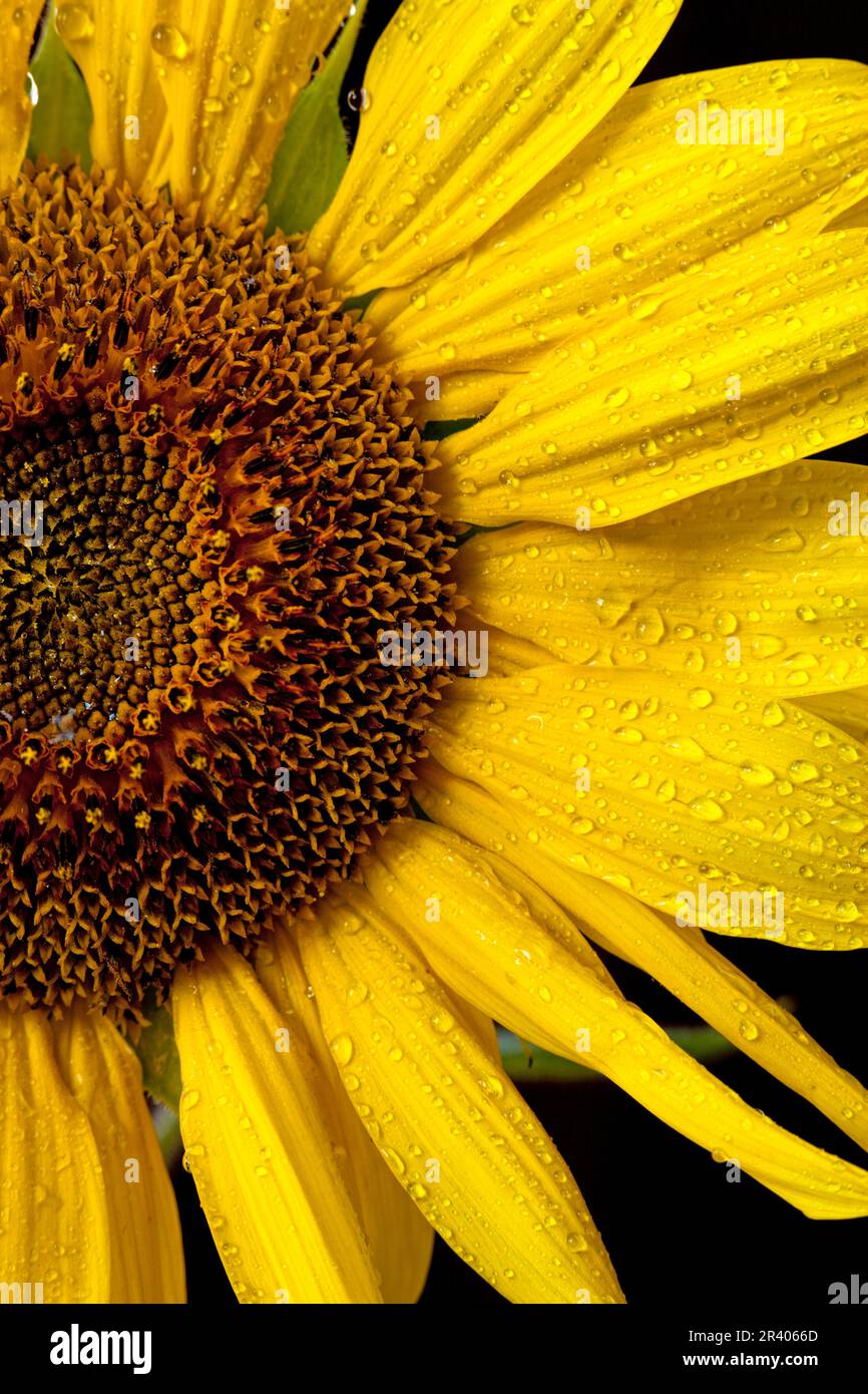 Half sunflower hi-res stock photography and images - Alamy