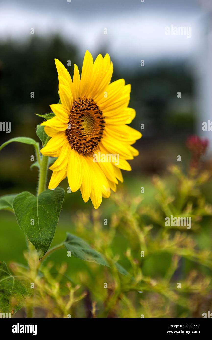 Up close sunflower hi-res stock photography and images - Alamy