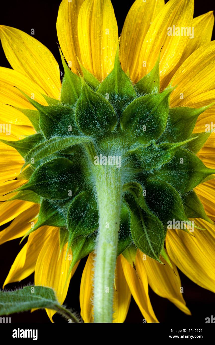Sunflower back hi-res stock photography and images - Alamy