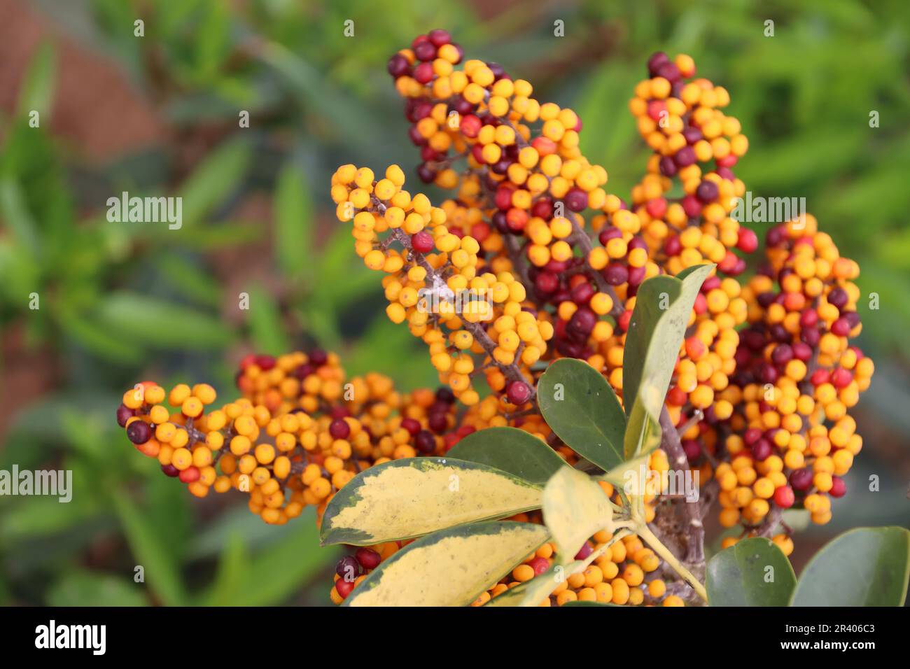 Small ray aralia - Schefflera arboricola, fruit stand Stock Photo - Alamy