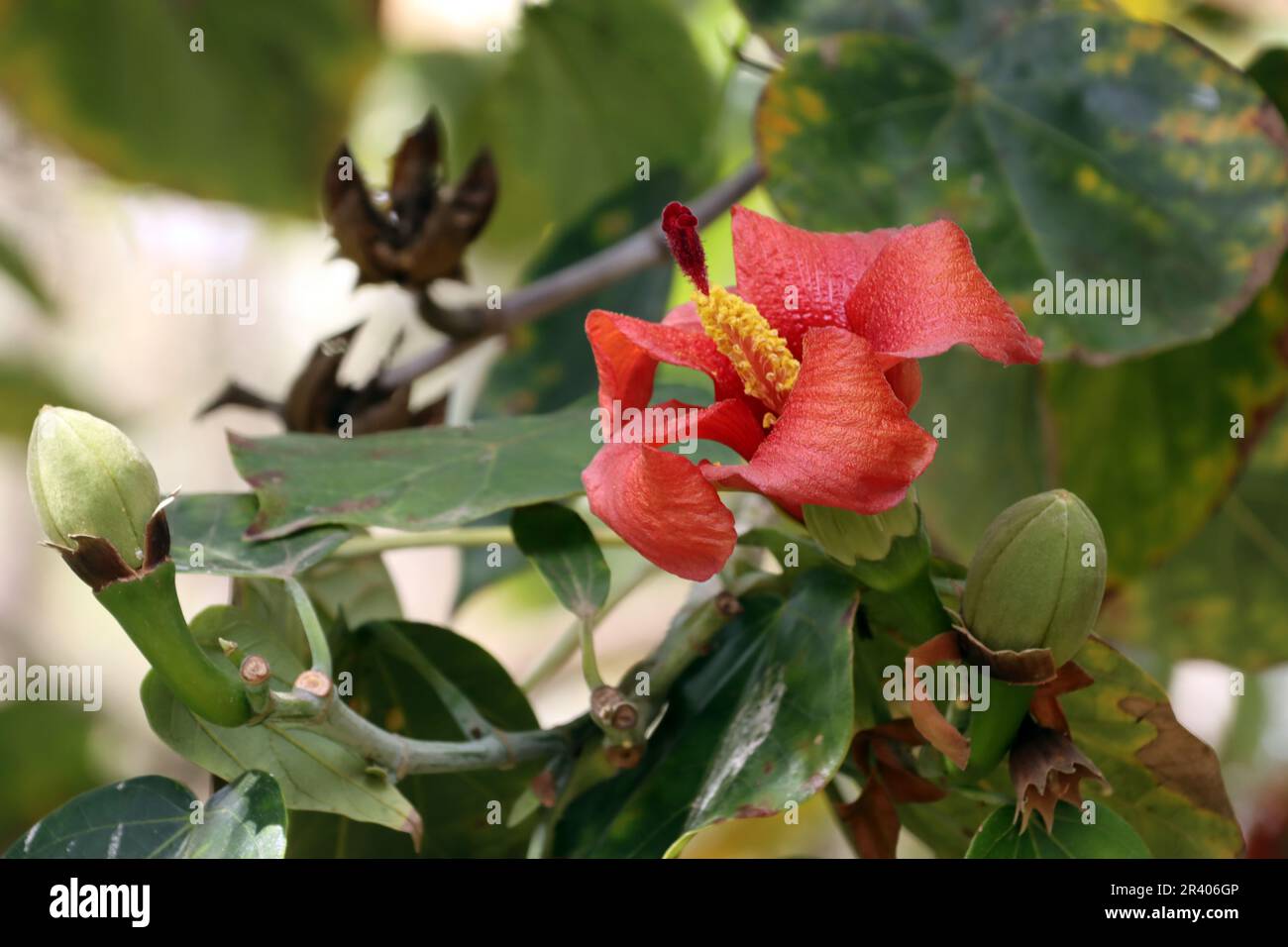 Hibicus elatus hi-res stock photography and images - Alamy