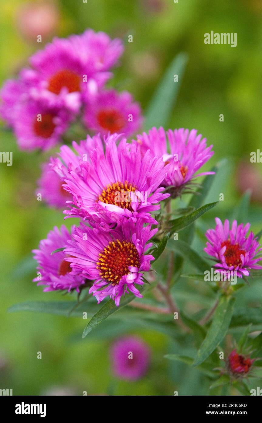 Flowers in a german garden Stock Photo - Alamy