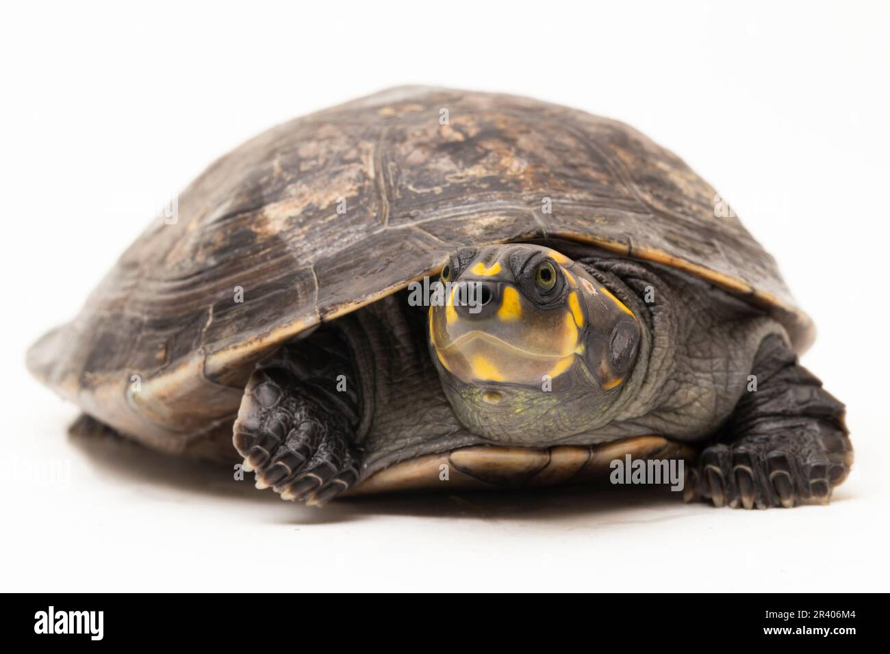 Yellow-spotted Amazon River Turtle, Podocnemis unifilis isolated on ...