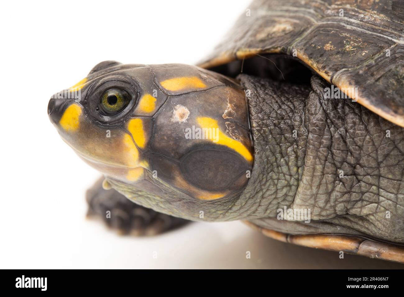 Yellow-spotted Amazon River Turtle, Podocnemis unifilis isolated on ...