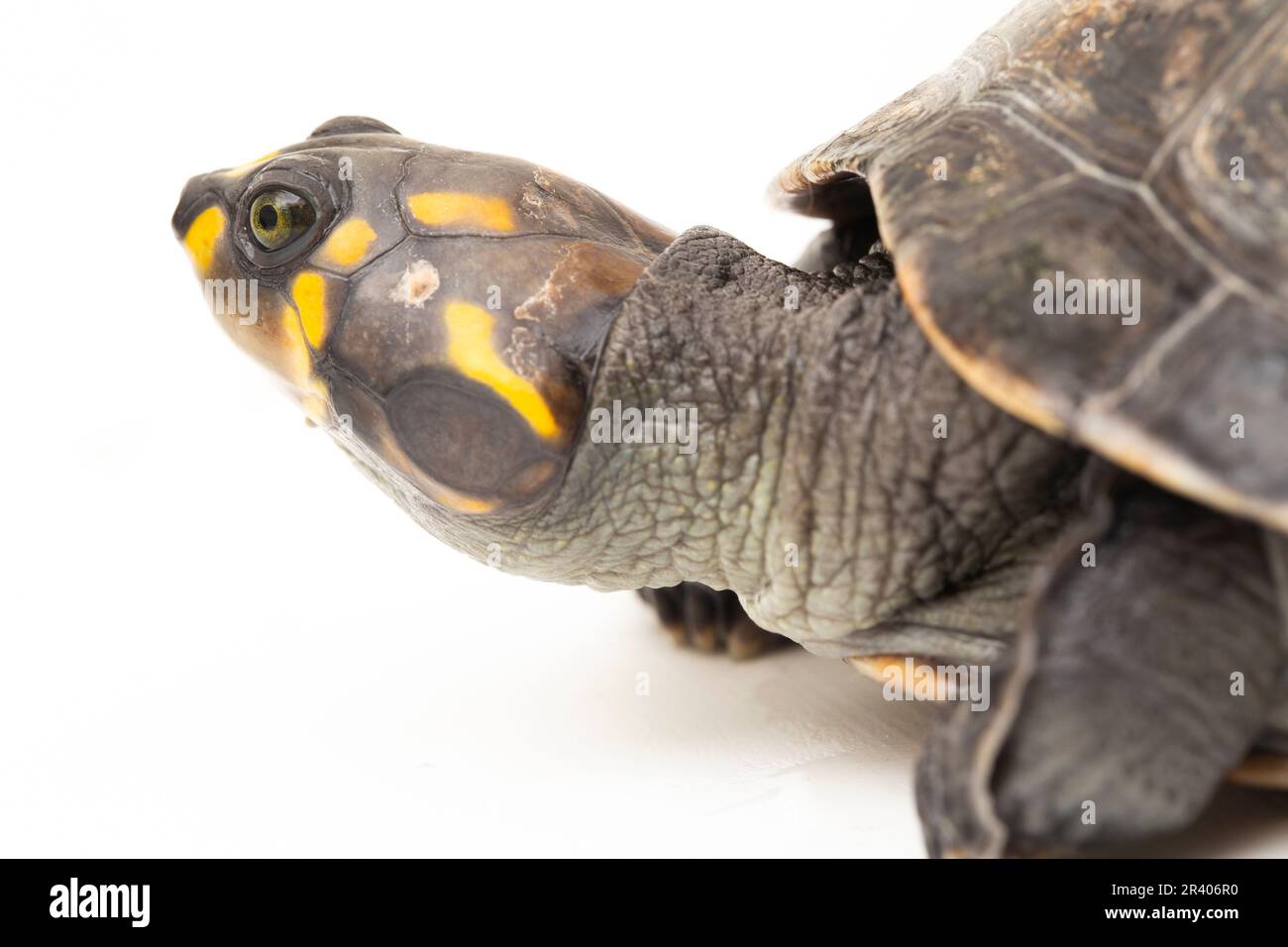 Yellow-spotted Amazon River Turtle, Podocnemis unifilis isolated on ...