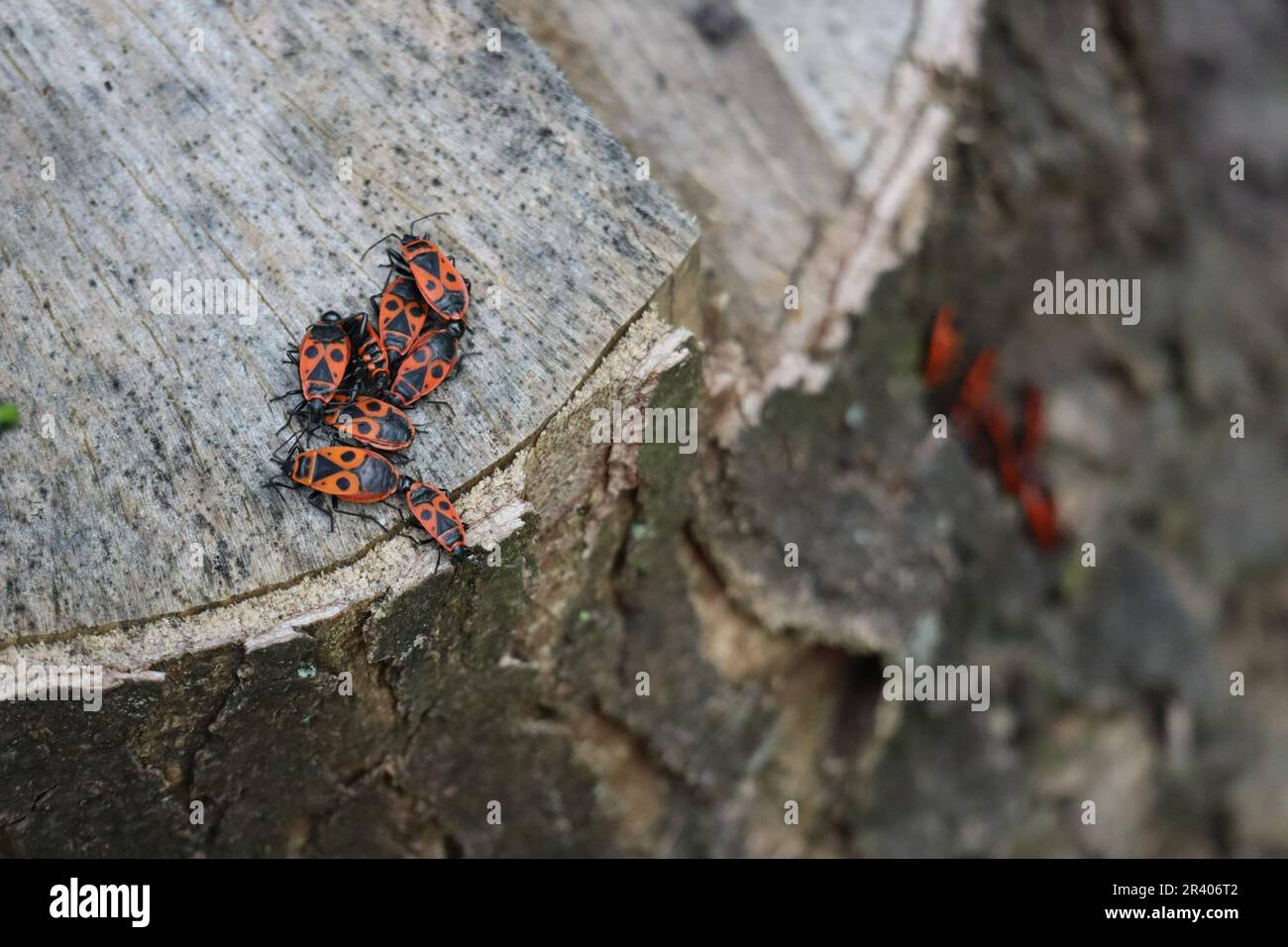 Fire bug in wild Tumult on Tree stump Stock Photo - Alamy