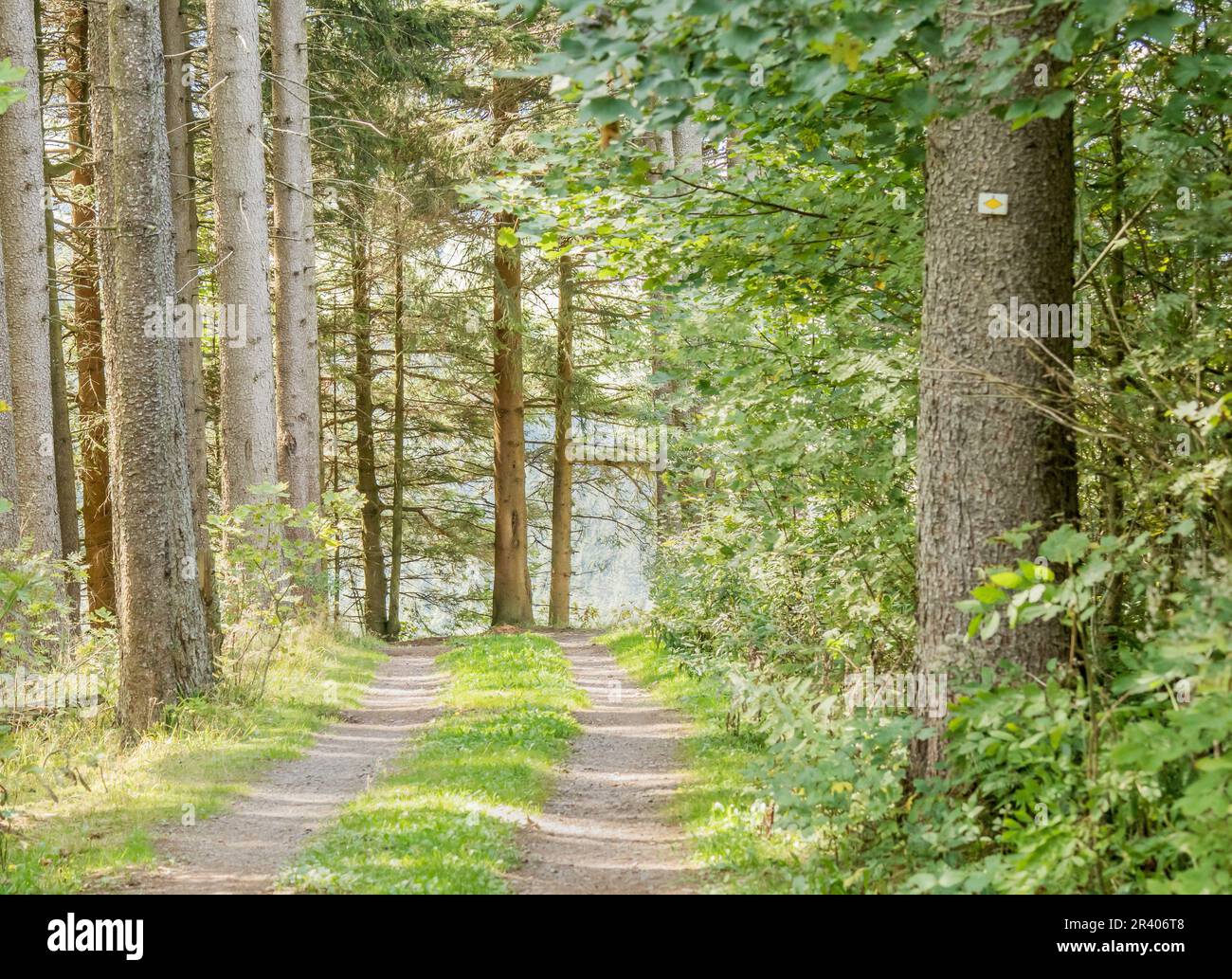 Forest path in the Upper Black Forest near Titisee-Neustadt Stock Photo ...