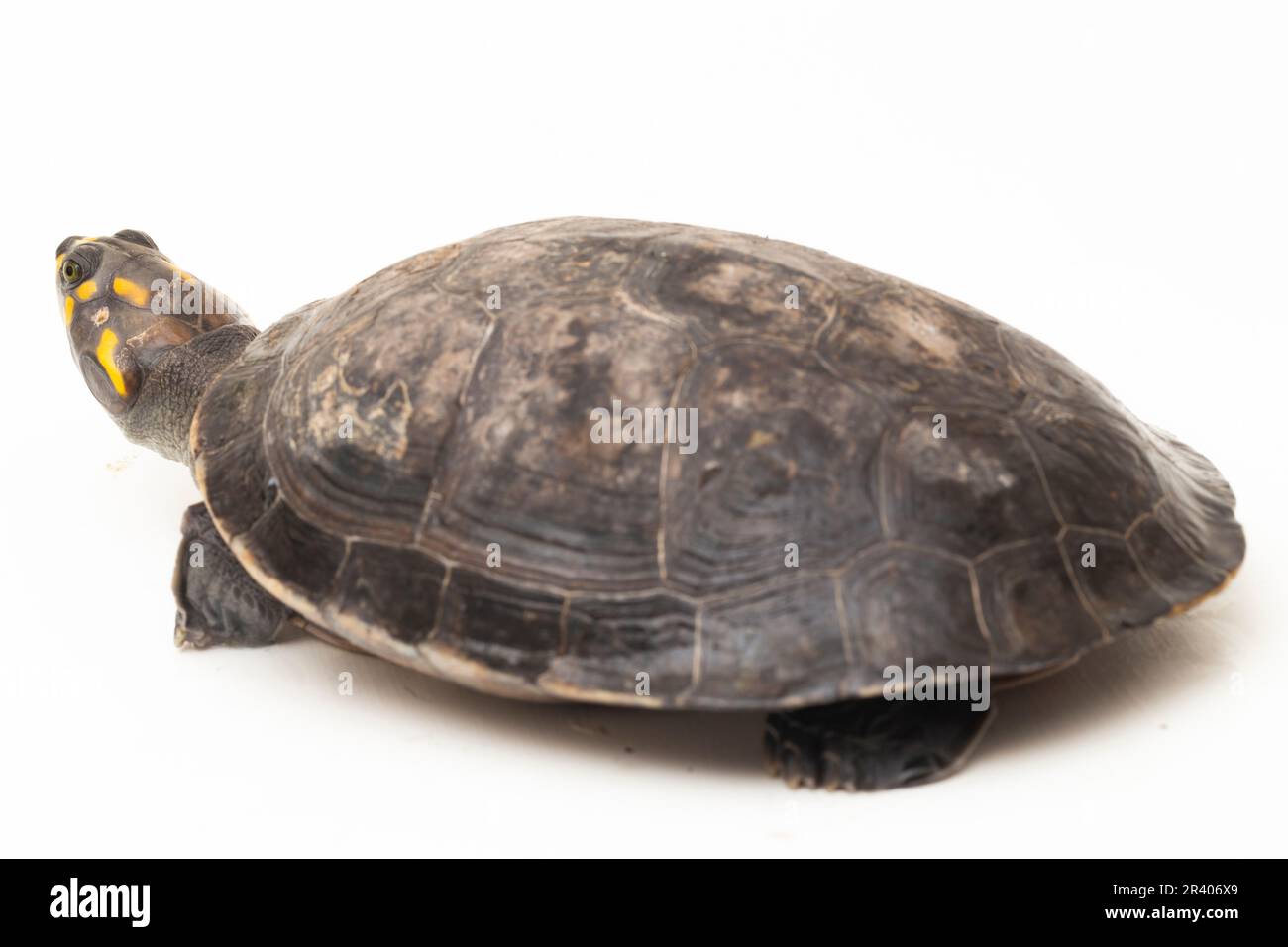 Yellow-spotted Amazon River Turtle, Podocnemis unifilis isolated on ...