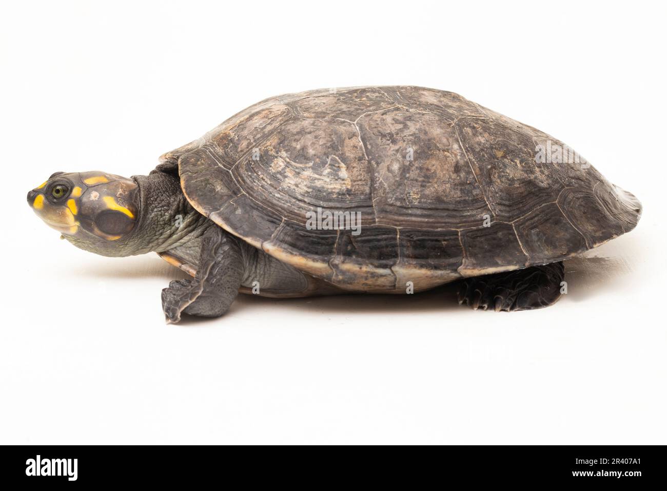 Yellow-spotted Amazon River Turtle, Podocnemis unifilis isolated on ...