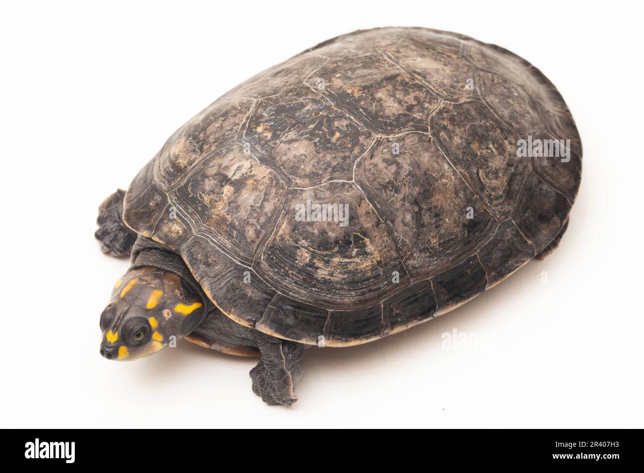Yellow-spotted Amazon River Turtle, Podocnemis unifilis isolated on ...