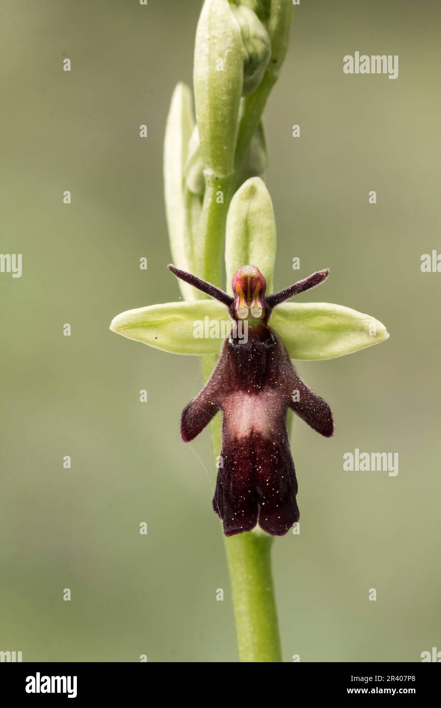 Ophrys insectifera, known as Fly orchid, Insect-bearing ophrys Stock ...