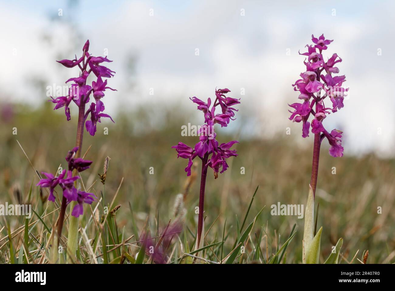Orchis mascula, known as Early purple orchid, Blue butcher orchid ...