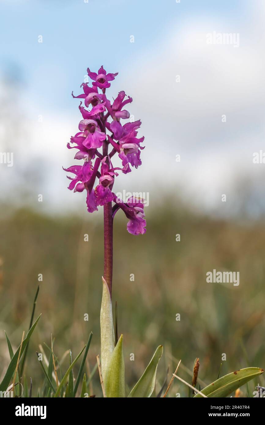 Orchis mascula, known as Early purple orchid, Blue butcher orchid ...