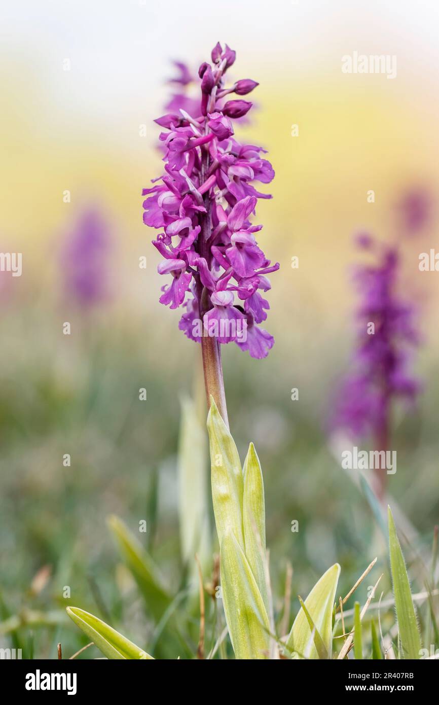 Orchis mascula, known as Early purple orchid, Blue butcher orchid ...