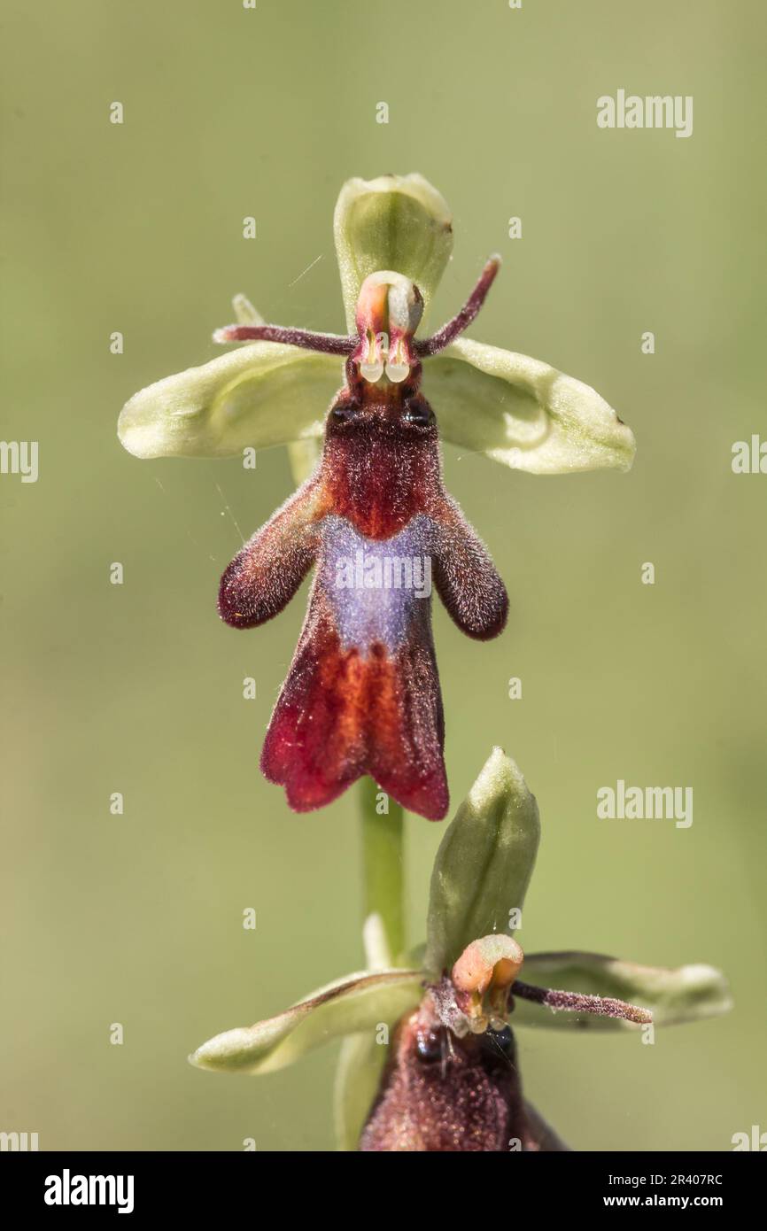 Ophrys insectifera, known as Fly orchid, Insect-bearing ophrys Stock ...