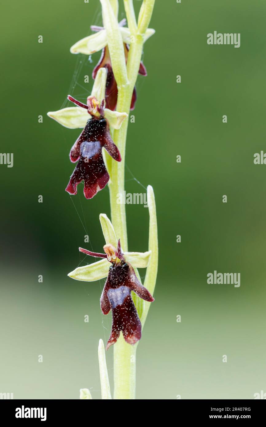 Ophrys insectifera, known as Fly orchid, Insect-bearing ophrys Stock ...