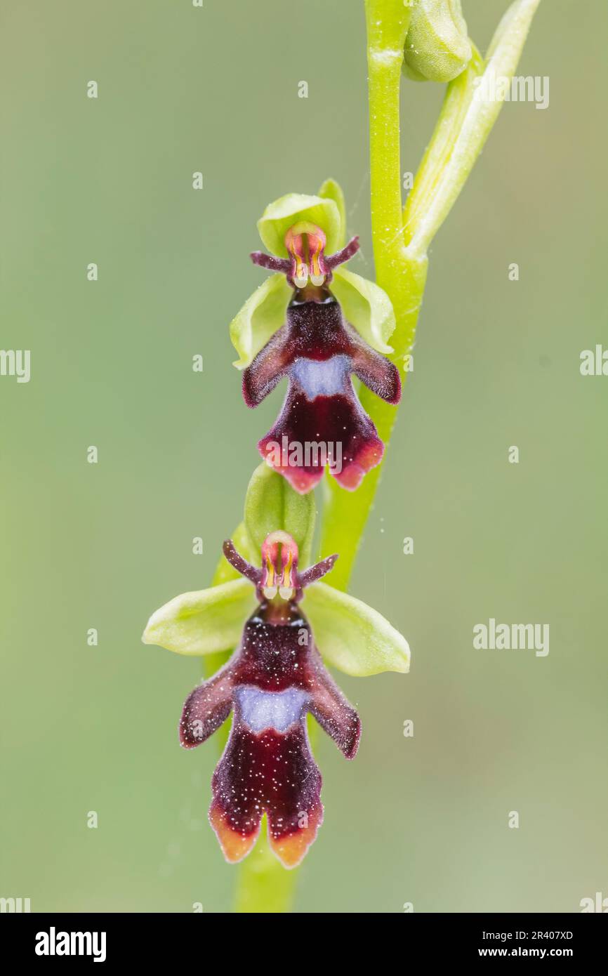 Ophrys insectifera, known as Fly orchid, Insect-bearing ophrys Stock ...