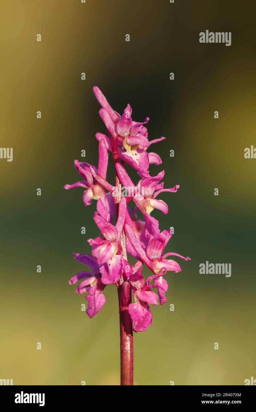 Orchis mascula, known as Early purple orchid, Blue butcher orchid ...