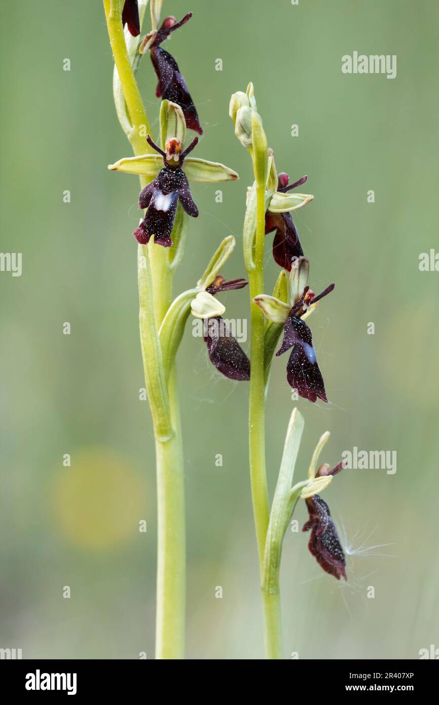 Ophrys insectifera, known as Fly orchid, Insect-bearing ophrys Stock ...