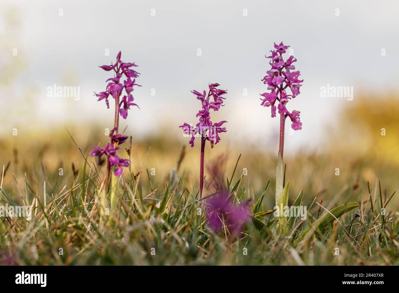 Orchis mascula, known as Early purple orchid, Blue butcher orchid ...