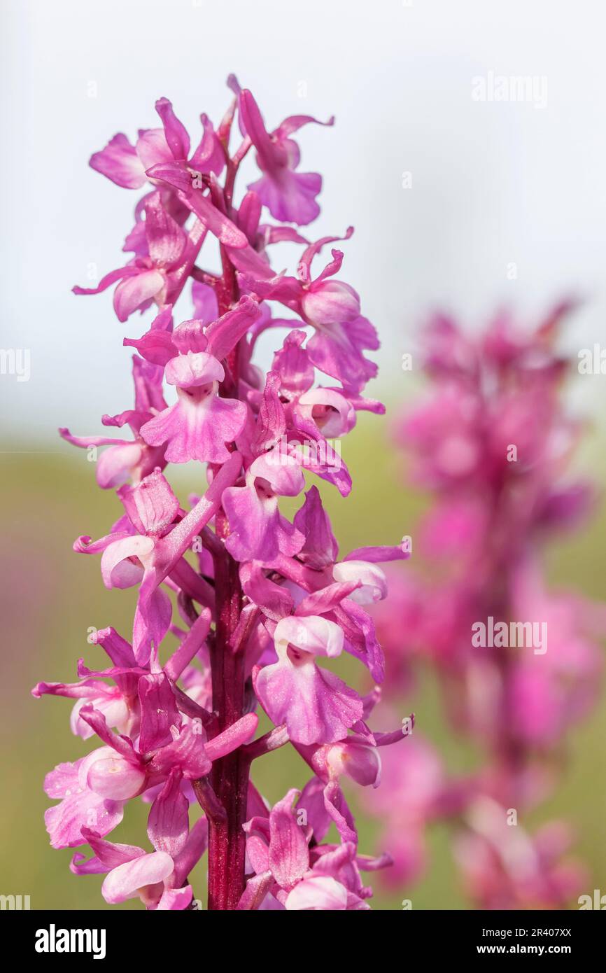 Orchis mascula, known as Early purple orchid, Blue butcher orchid ...