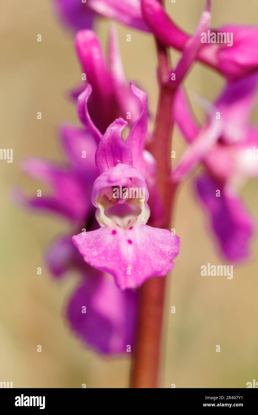 Orchis mascula, known as Early purple orchid, Blue butcher orchid ...