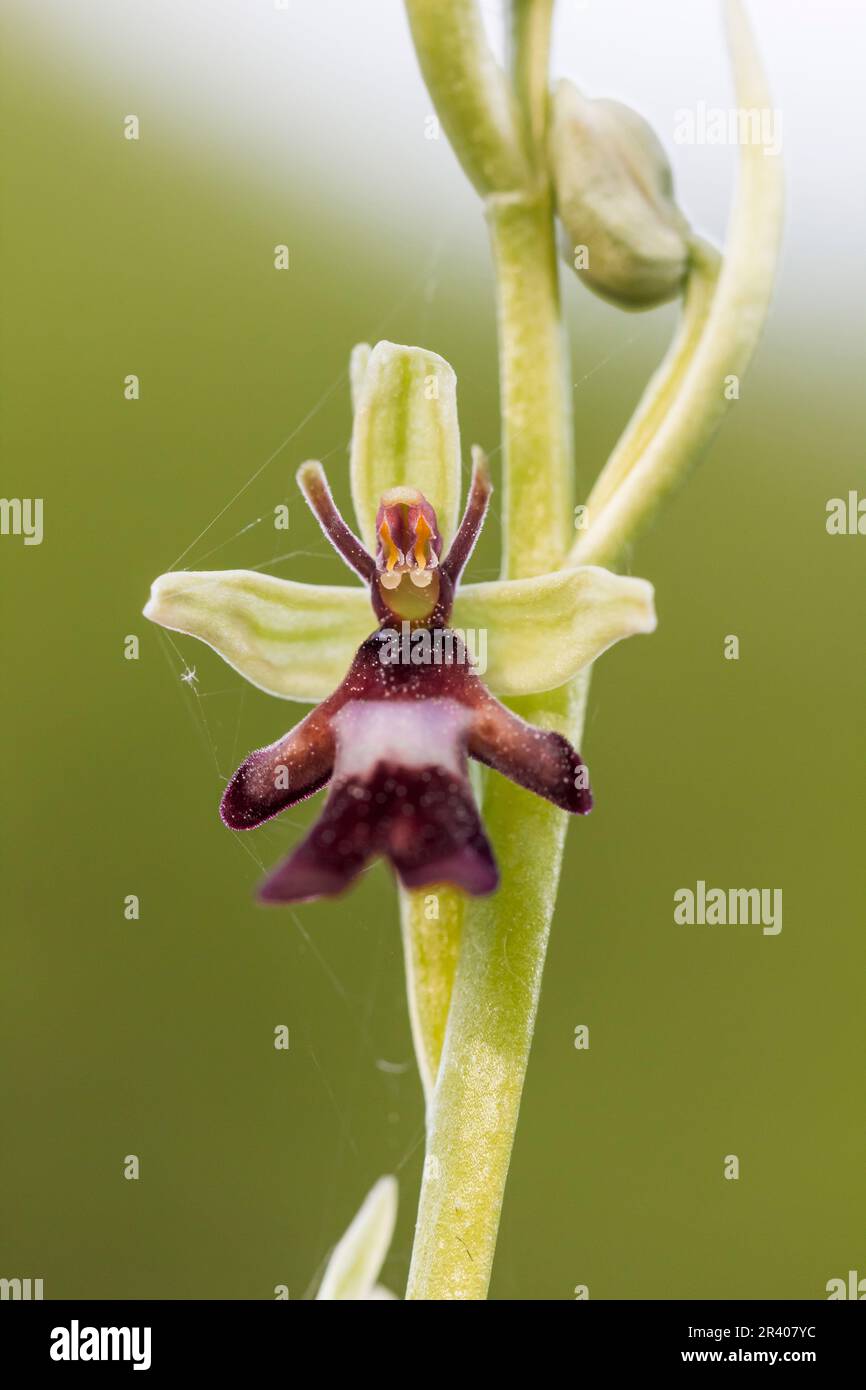 Ophrys insectifera, known as Fly orchid, Insect-bearing ophrys Stock ...