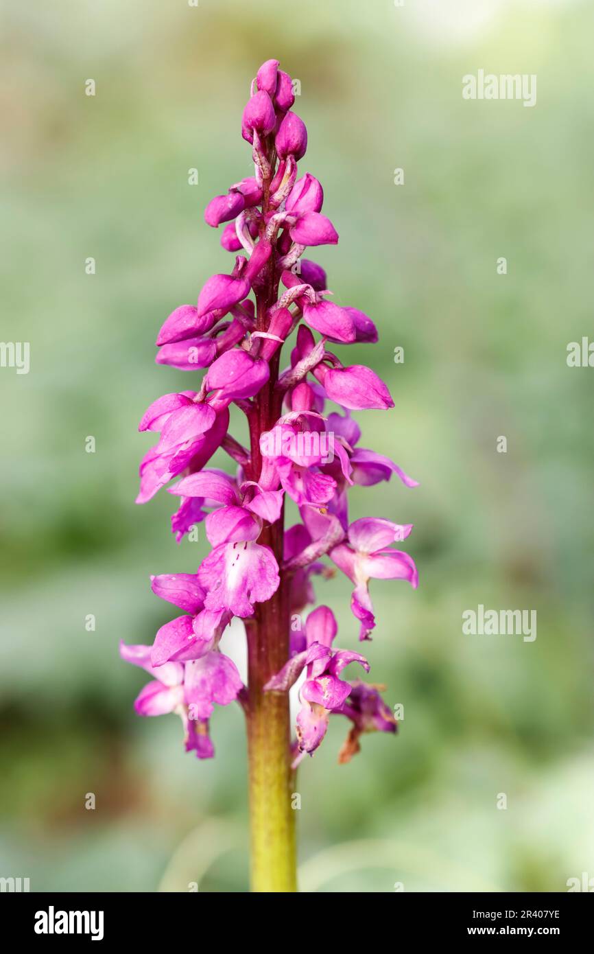 Nigella damascena, known as Love-in-a-mist, Ragged lady, Devil in the bush Stock Photo - Alamy