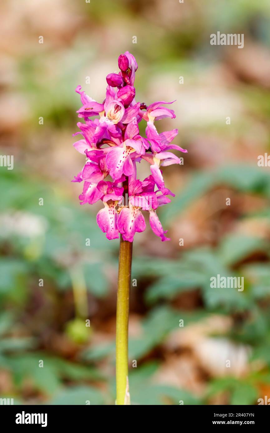 Orchis mascula, known as Early purple orchid, Blue butcher orchid ...