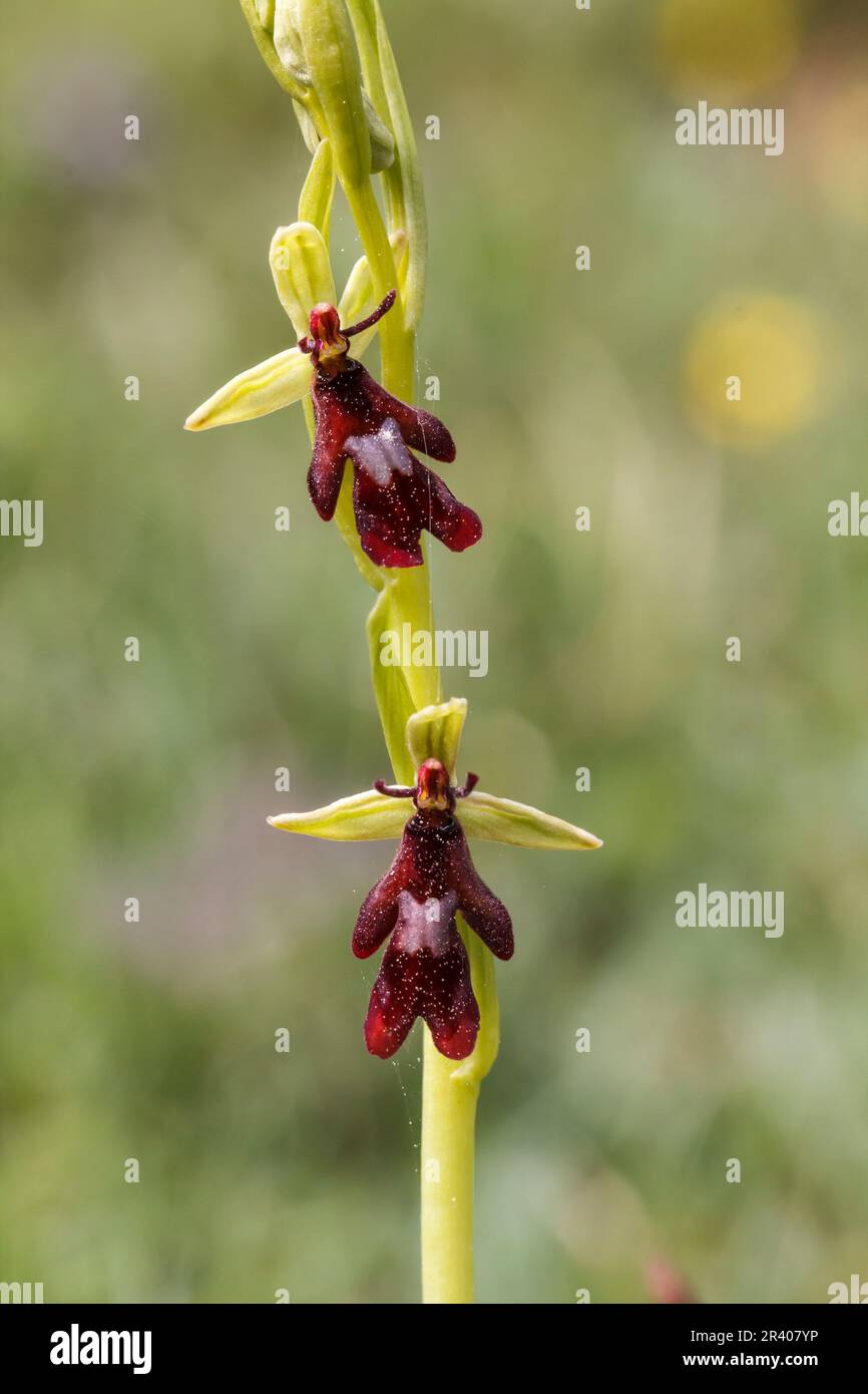Ophrys insectifera, known as Fly orchid, Insect-bearing ophrys Stock ...