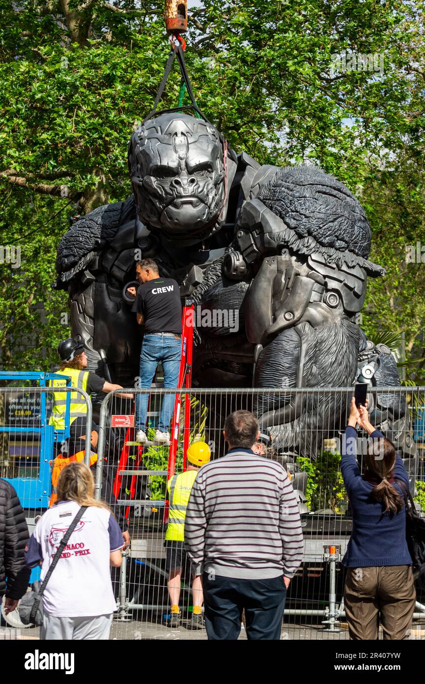 London, UK. 25 May 2023. Workmen install the head of a giant gorilla ...