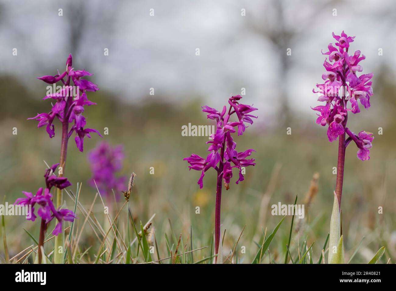 Orchis mascula, known as Early purple orchid, Blue butcher orchid ...
