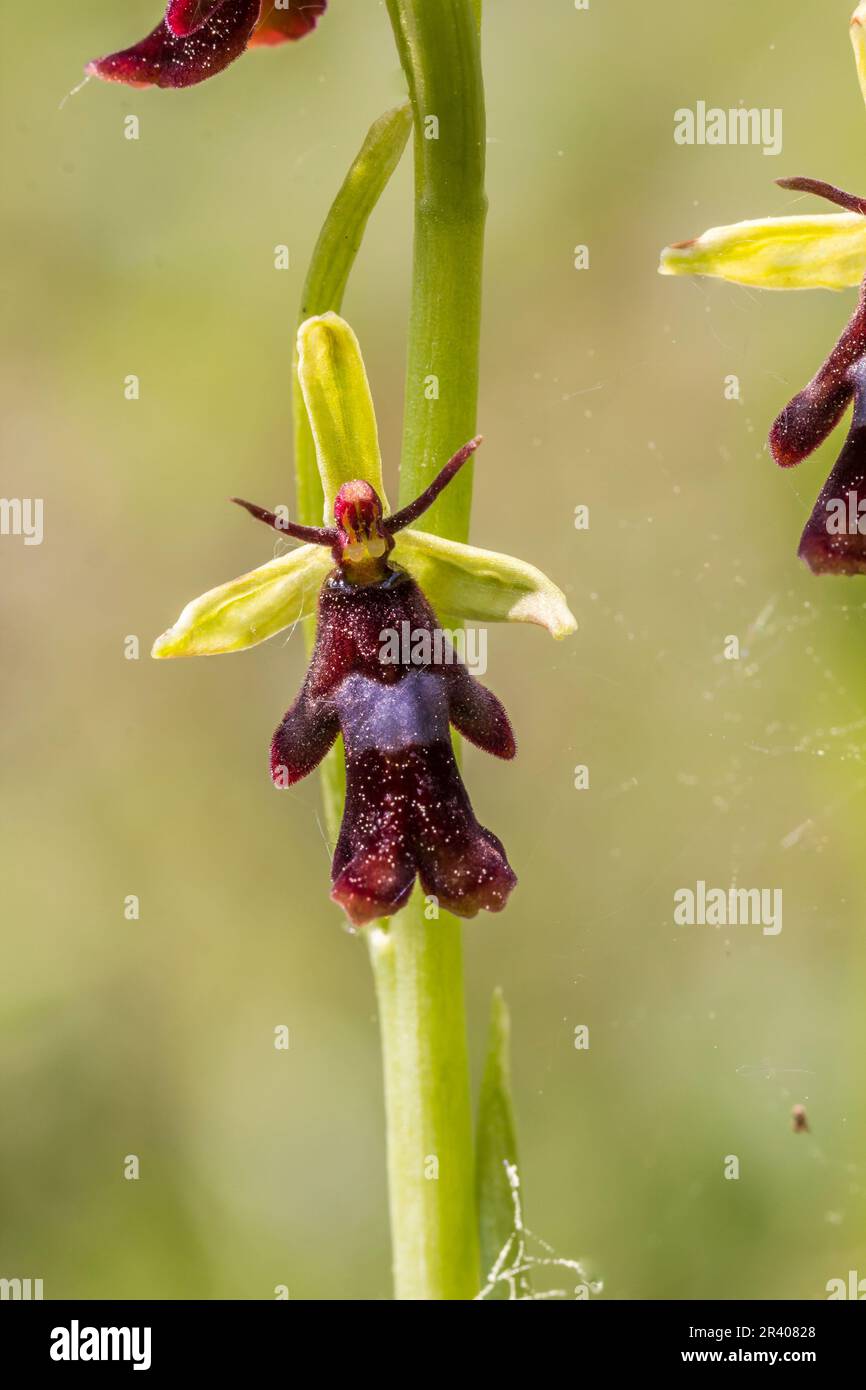 Ophrys insectifera, known as Fly orchid, Insect-bearing ophrys Stock ...