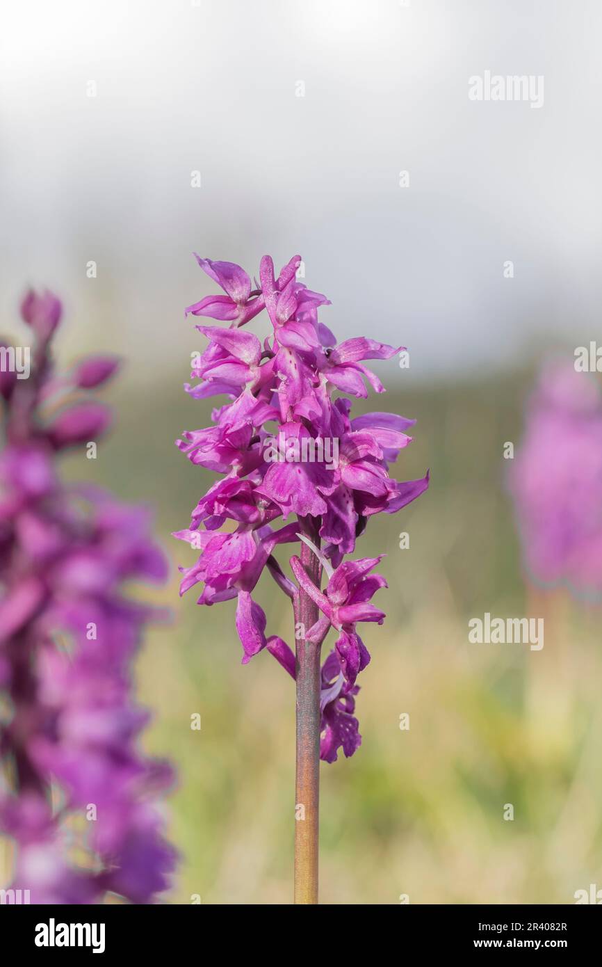 Orchis mascula, known as Early purple orchid, Blue butcher orchid ...