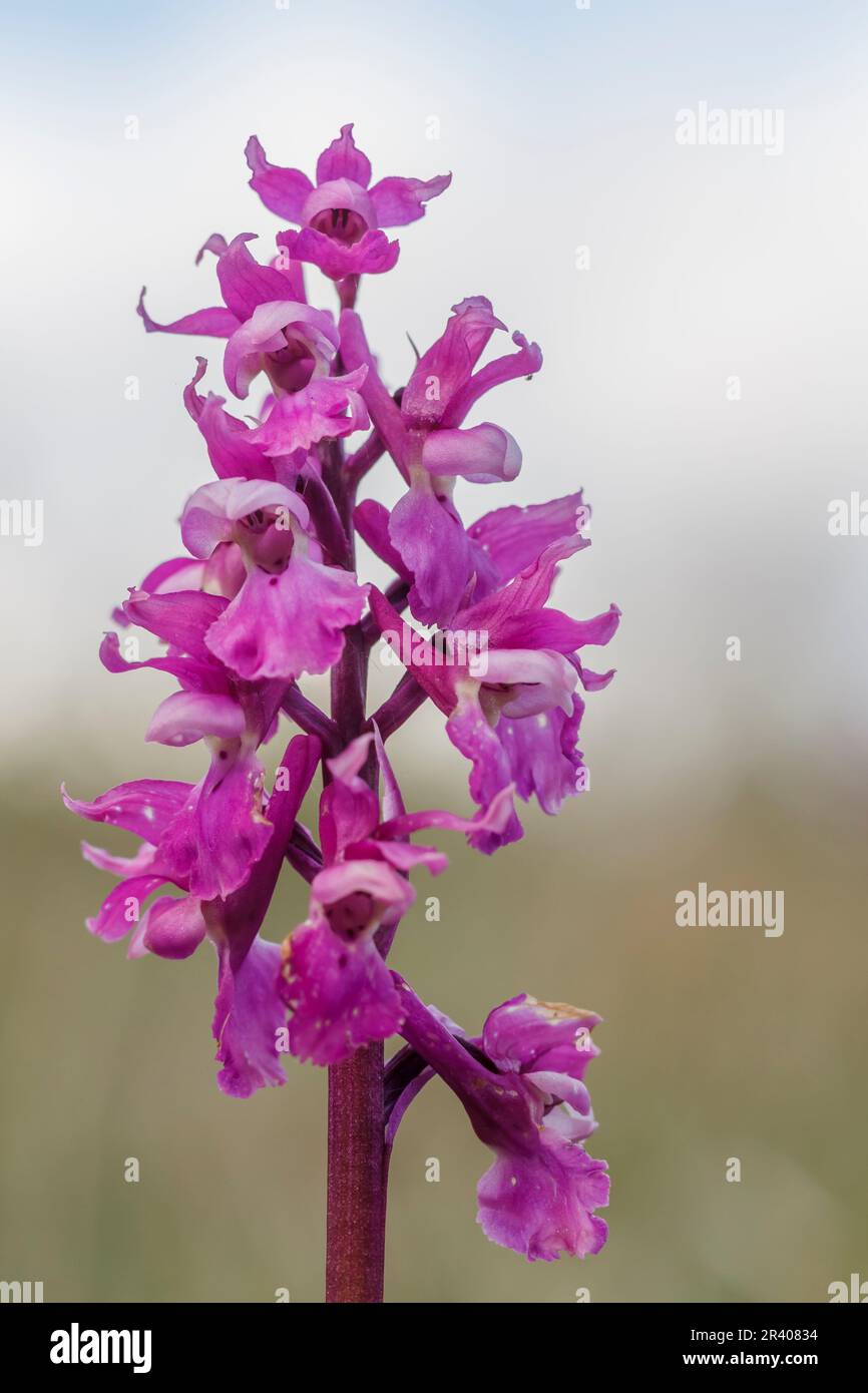 Orchis mascula, known as Early purple orchid, Blue butcher orchid ...
