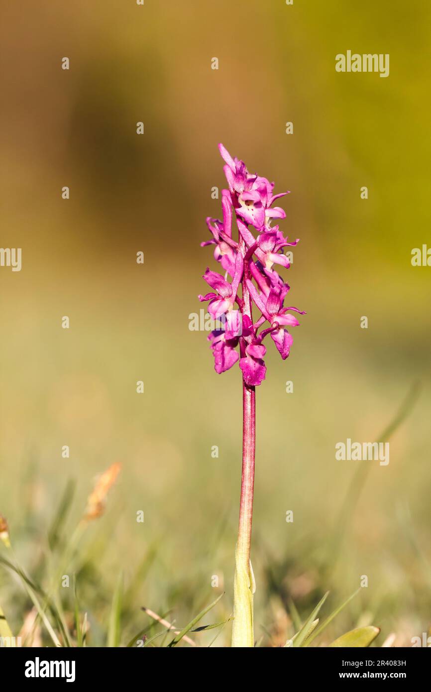 Orchis mascula, known as Early purple orchid, Blue butcher orchid ...