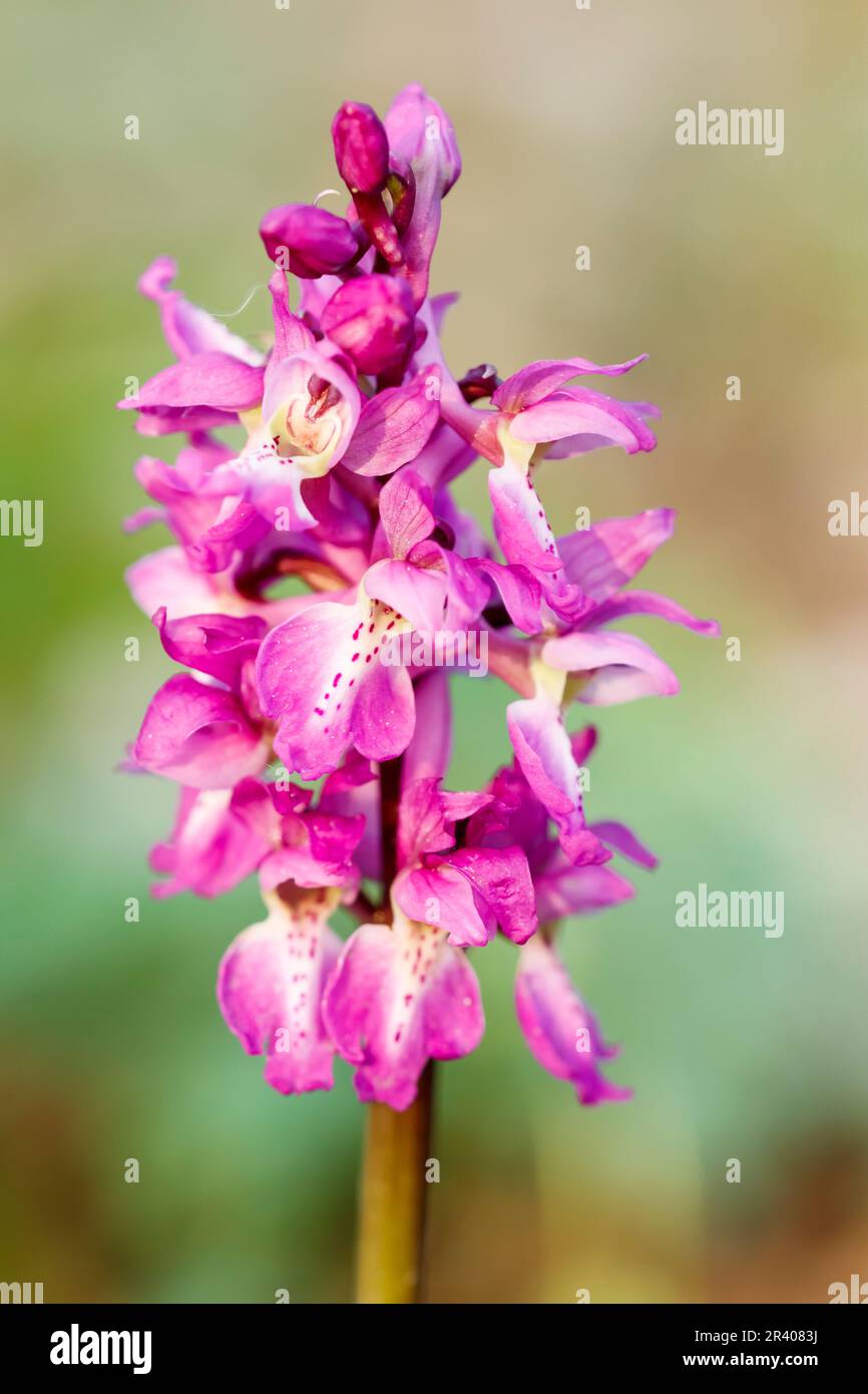 Orchis mascula, known as Early purple orchid, Blue butcher orchid ...