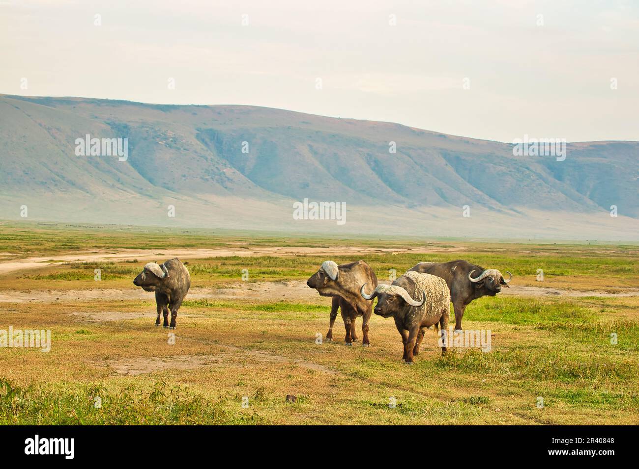 Buffalo group at Ngorongoro crater, Tanzania Stock Photo - Alamy