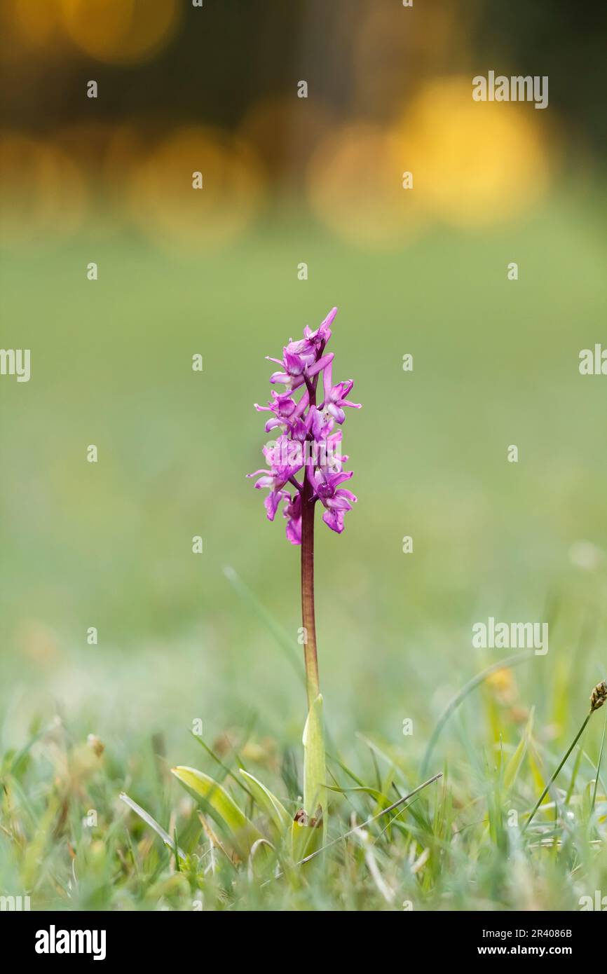 Orchis mascula, known as Early purple orchid, Blue butcher orchid ...