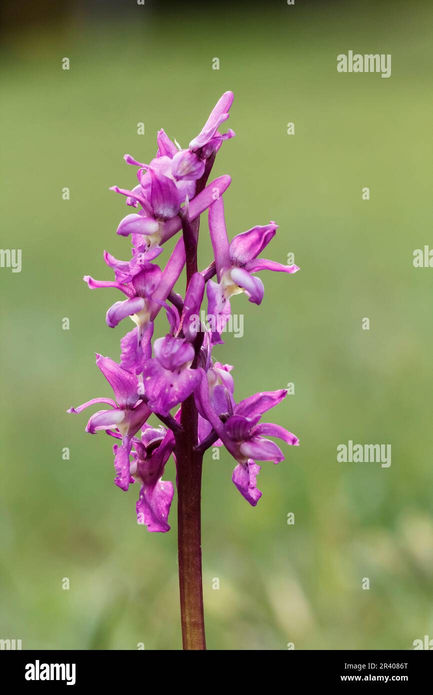 Orchis mascula, known as Early purple orchid, Blue butcher orchid ...