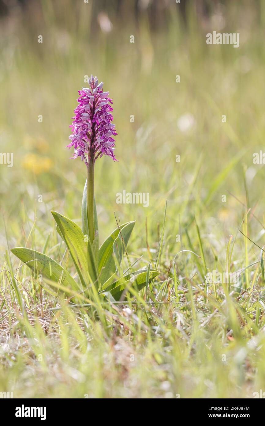 Orchis Militaris Known As Military Orchid Military Orchis Soldier