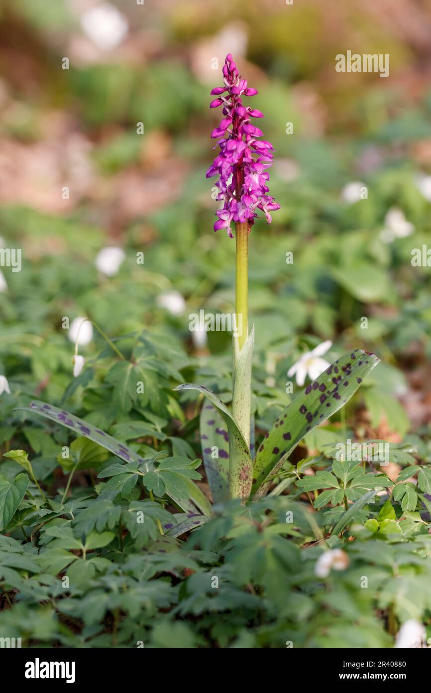 Orchis mascula, known as Early purple orchid, Blue butcher orchid ...