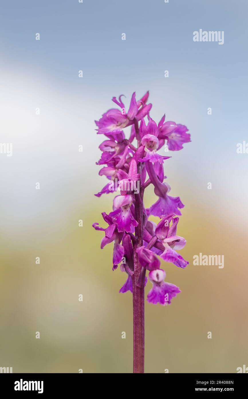 Orchis mascula, known as Early purple orchid, Blue butcher orchid ...