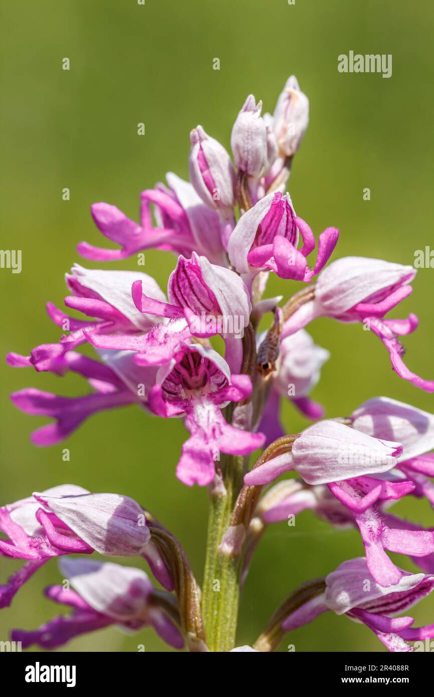 Orchis militaris, known as military orchid, military orchis, soldier ...