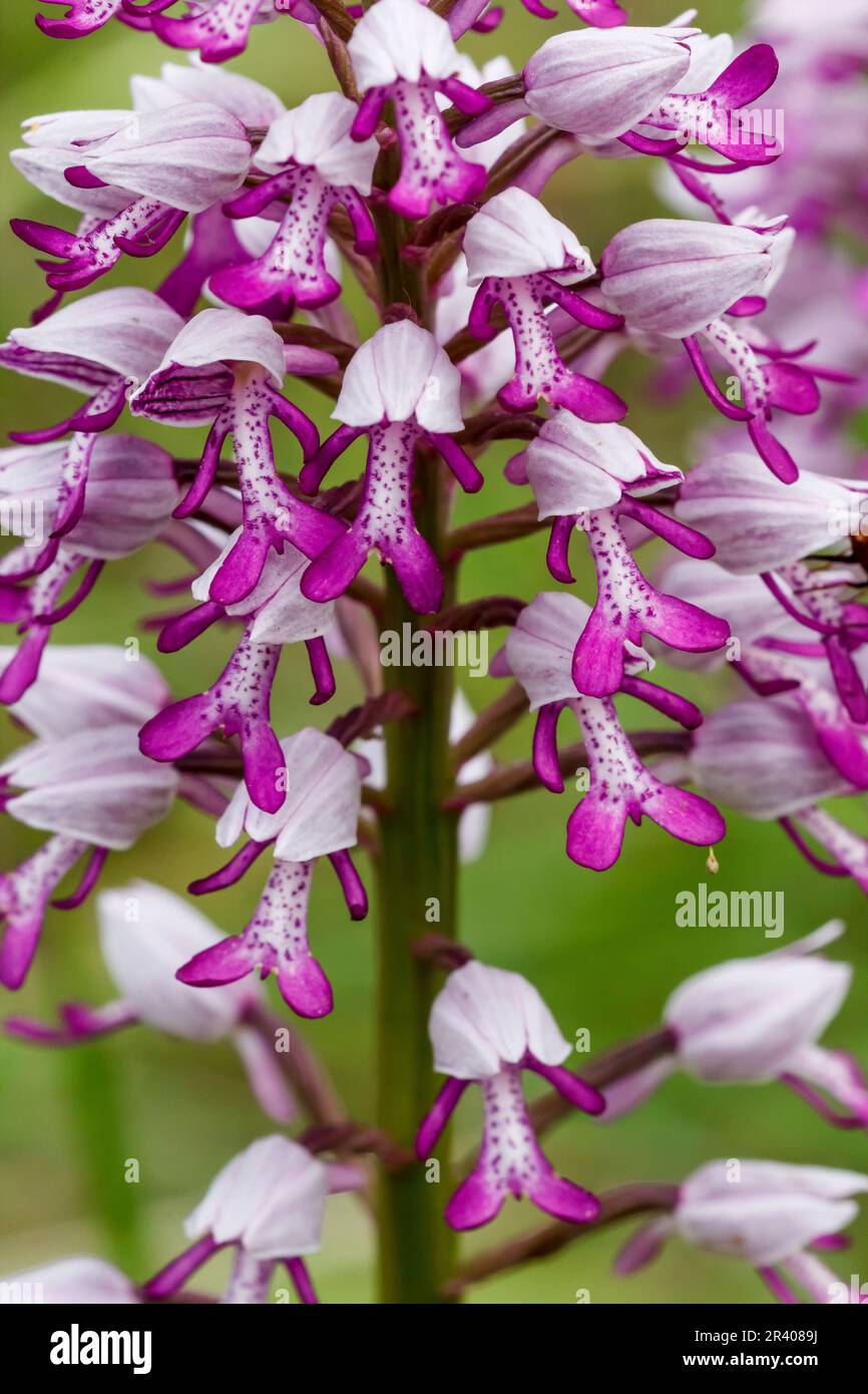 Orchis militaris, known as Military orchid, Military orchis, Soldier ...