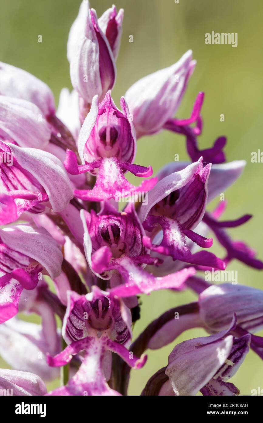 Orchis militaris, known as military orchid, military orchis, soldier ...