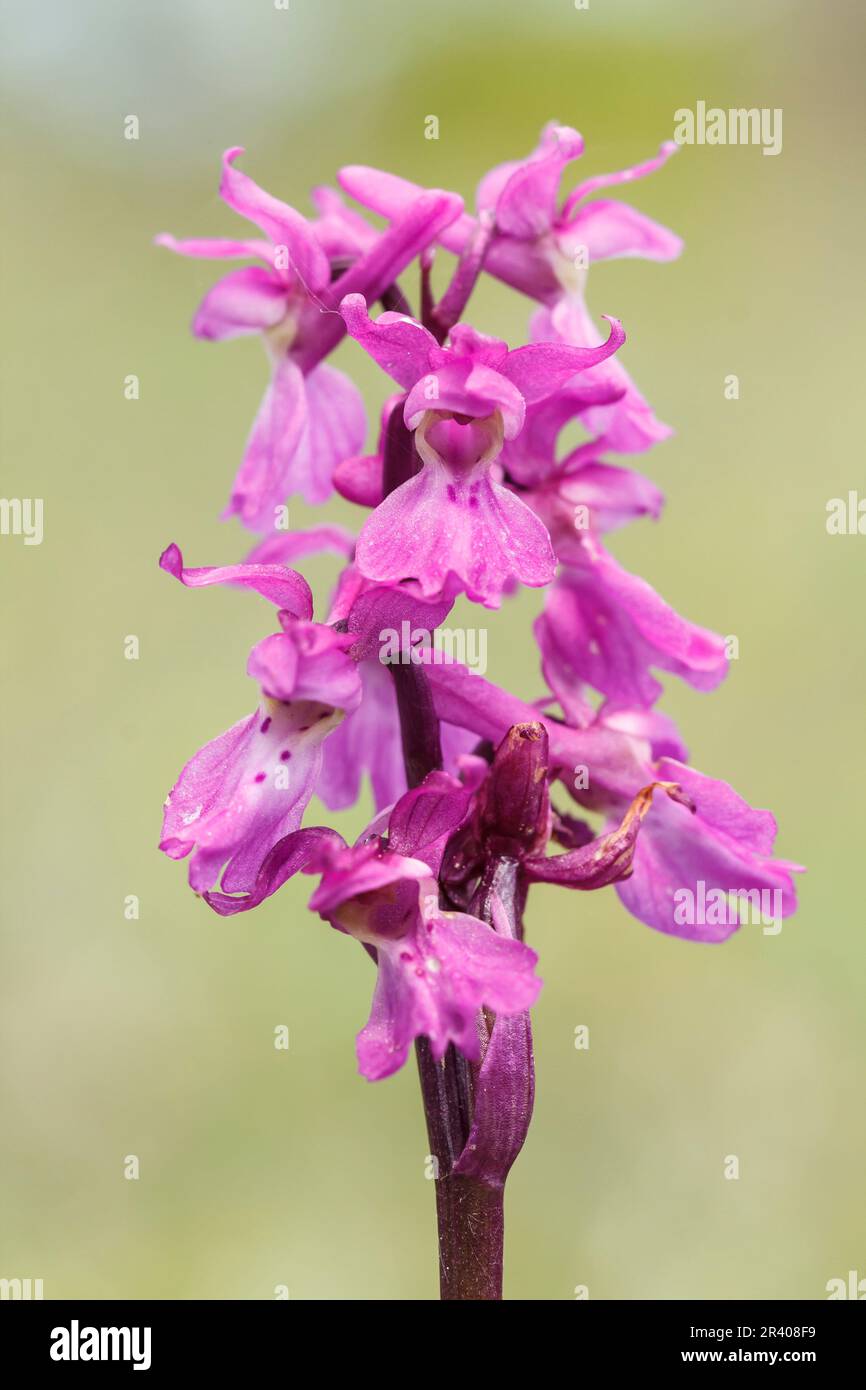 Orchis mascula, known as Early purple orchid, Blue butcher orchid ...